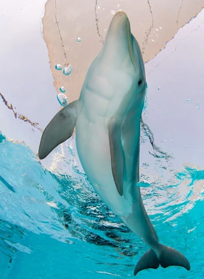 Hope (Dolphin Tale) | Character-community Wiki | Fandom