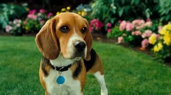 Lou | Character-community Wiki | Fandom