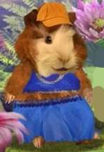Linny the Guinea Pig | Character-community Wiki | Fandom