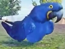Hyacinth Macaw | Fictional Characters Wiki | Fandom
