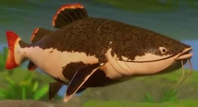 Redtail Catfish | Fictional Characters Wiki | Fandom