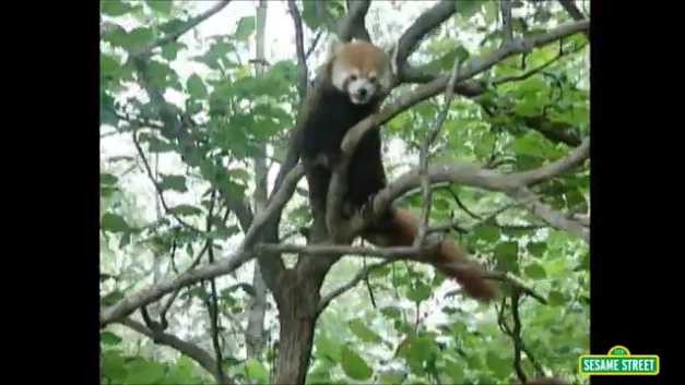 Red Panda (Elmo's World) | Fictional Characters Wiki | Fandom