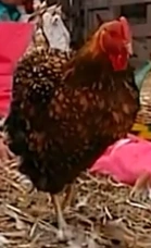 Hen (Barney & Friends) | Fictional Characters Wiki | Fandom