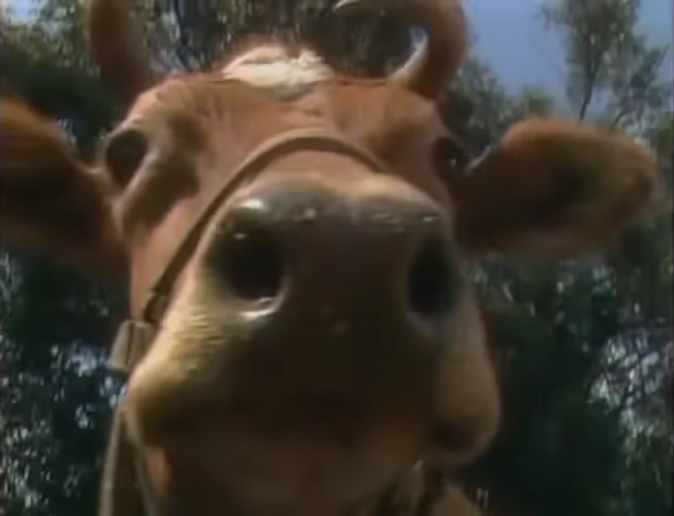 Cow (Kidsongs) | Fictional Characters Wiki | Fandom