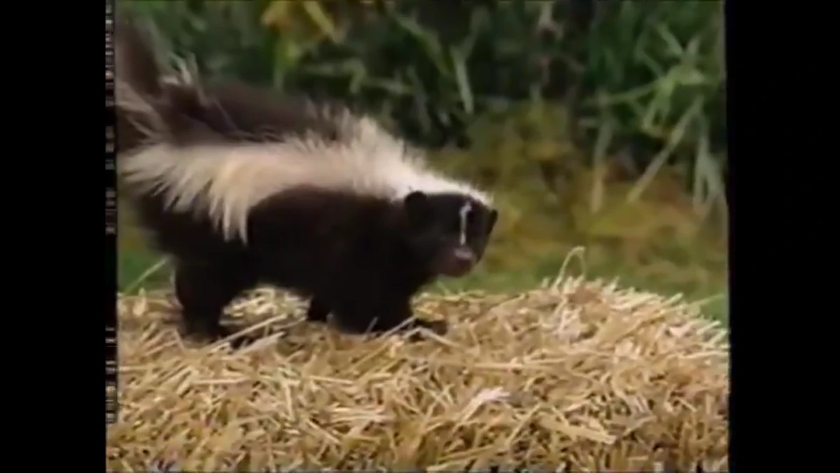 Skunk (Barney & Friends) | Fictional Characters Wiki | Fandom