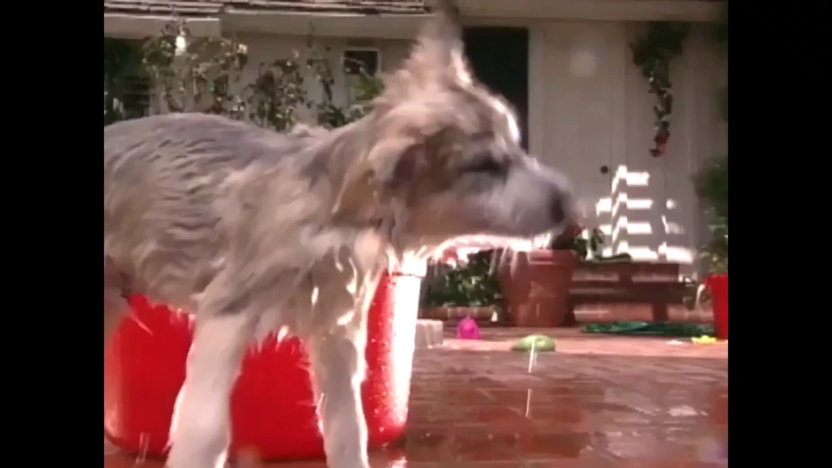 Gray Dog (Kidsongs) | Fictional Characters Wiki | Fandom