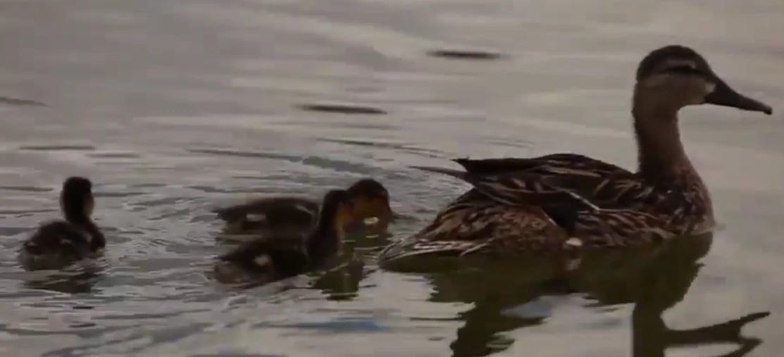 Ducks (Giggle Tunes) | Fictional Characters Wiki | Fandom