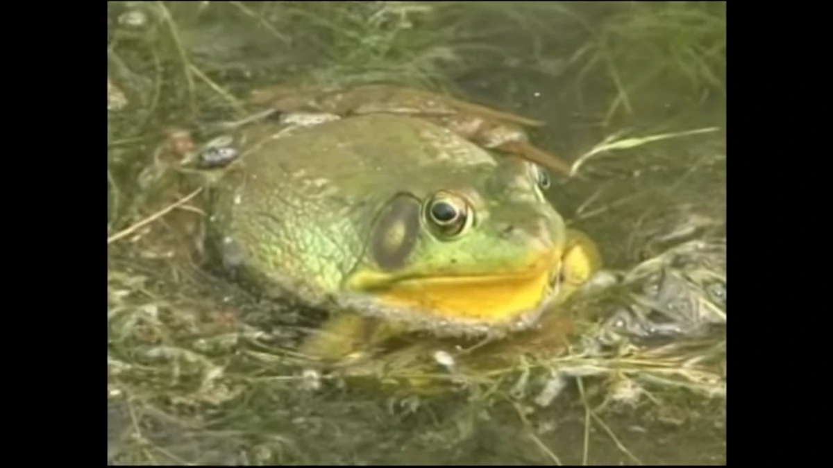 Frog (ABC's Sing-A-Long) | Fictional Characters Wiki | Fandom