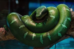 Alex (G-Force) | Fictional Characters Wiki | Fandom