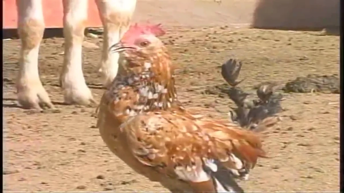 Chicken (Pam Donkin) | Fictional Characters Wiki | Fandom