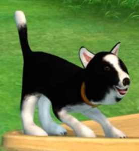 Dog (VinciGenius) | Fictional Characters Wiki | Fandom