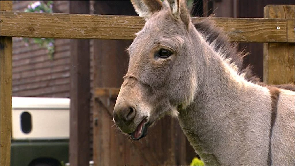 Category:Big Barn Farm characters | Fictional Characters Wiki | Fandom