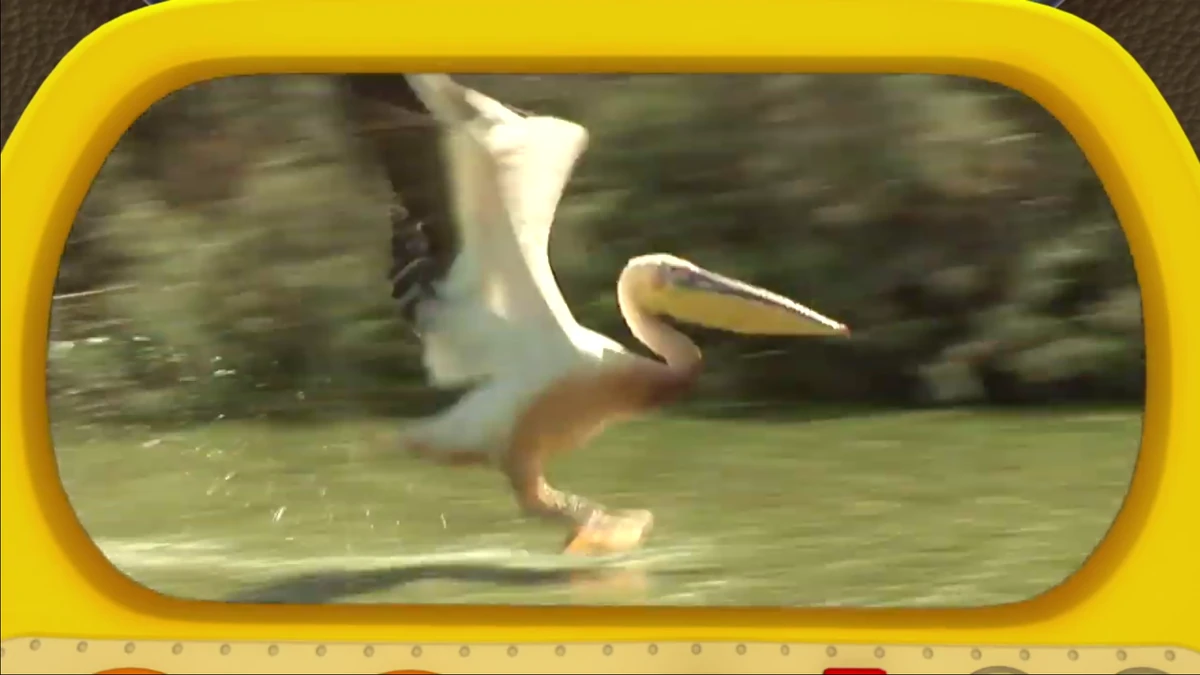 Pelican (Kemy Expedition) | Fictional Characters Wiki | Fandom