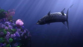 Barracuda | Fictional Characters Wiki | Fandom