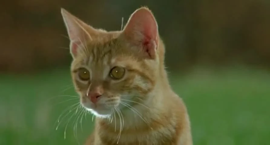 Milo (The Adventures of Milo and Otis) | Fictional Characters Wiki | Fandom