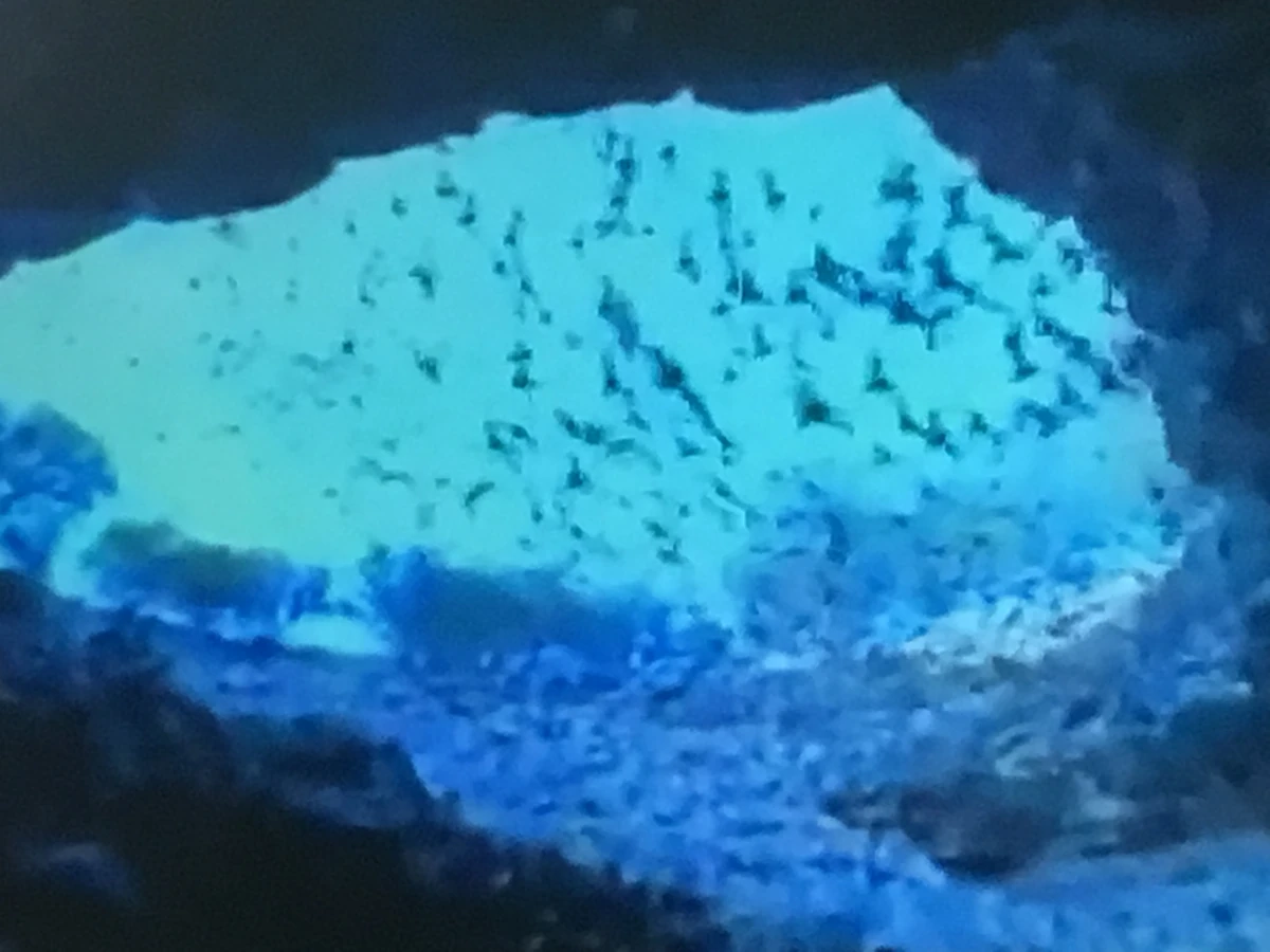 Bats (Barney & Friends) | Fictional Characters Wiki | Fandom