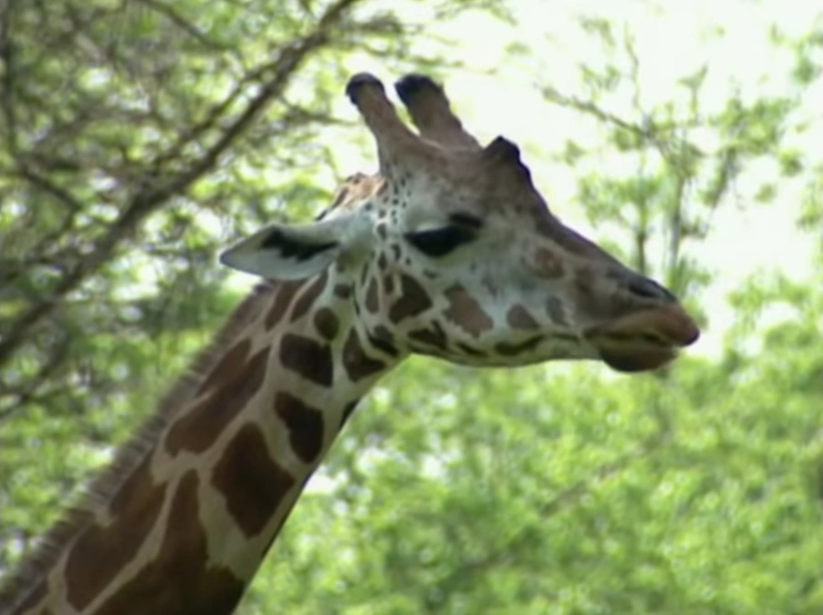 Giraffe (Elmo's World) | Fictional Characters Wiki | Fandom