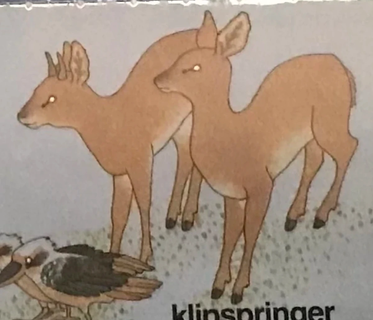 Klipspringer | Fictional Characters Wiki | Fandom
