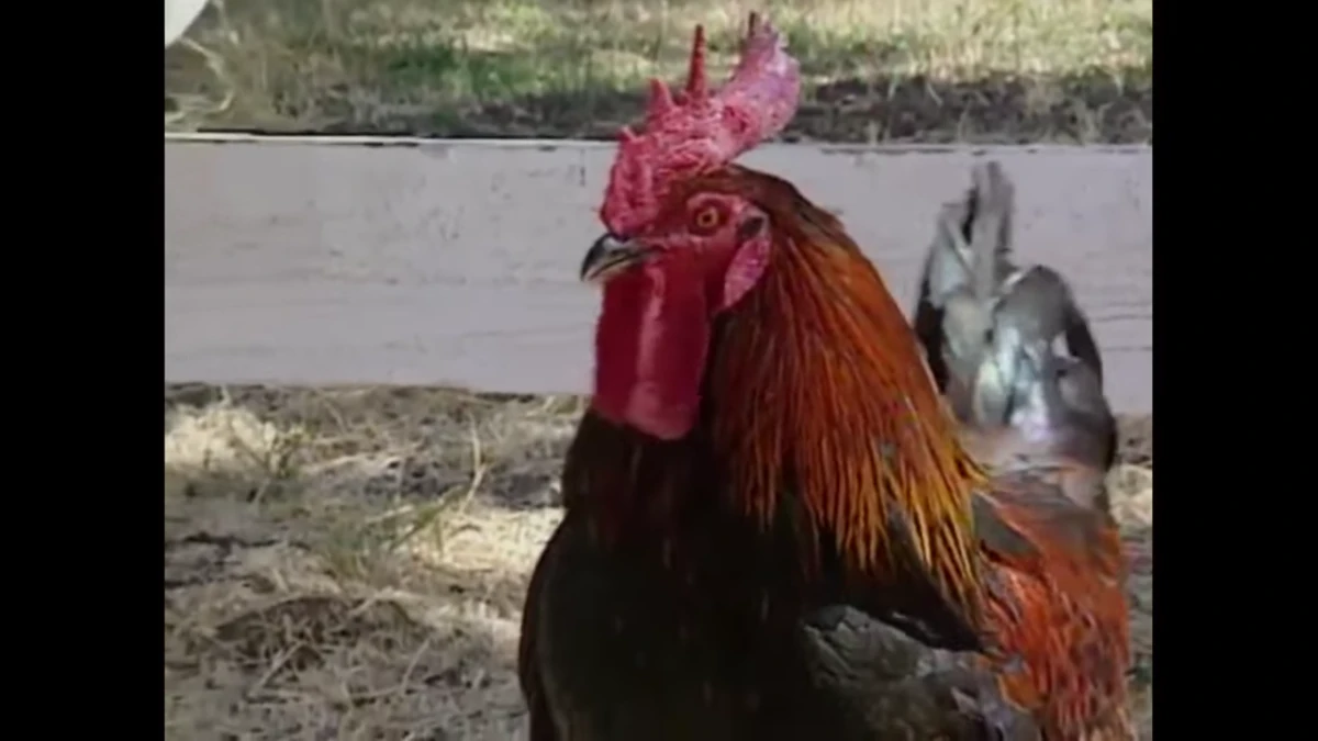 Rooster (Kidsongs) | Fictional Characters Wiki | Fandom