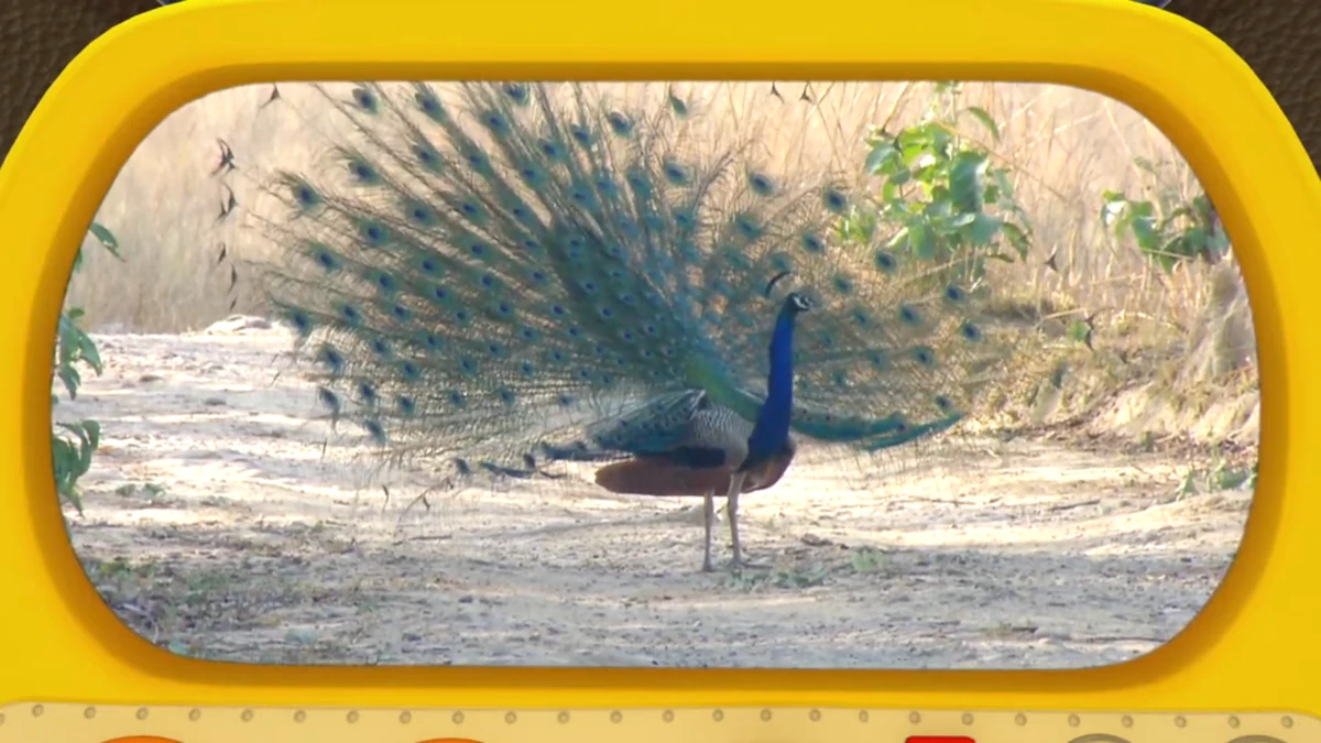 Peacock (Kemy Expedition) | Fictional Characters Wiki | Fandom