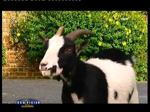 Gobo the Goat | Fictional Characters Wiki | Fandom
