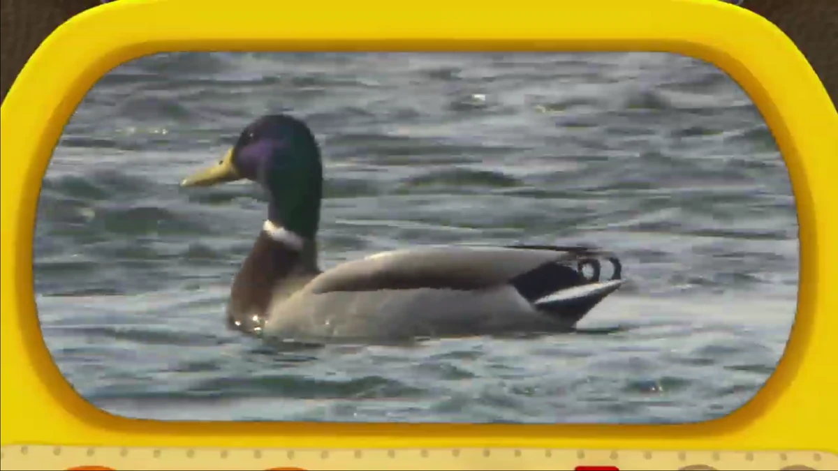 Duck (Kemy Expedition) | Fictional Characters Wiki | Fandom