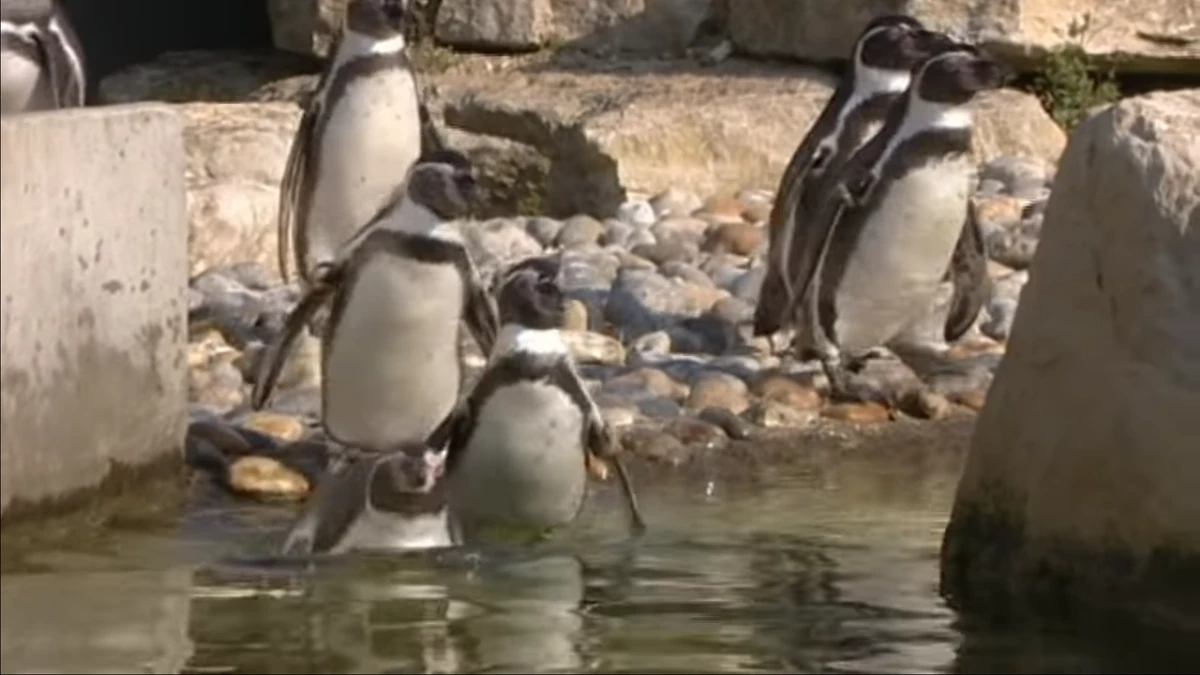 Penguins (The Shiny Show) | Fictional Characters Wiki | Fandom