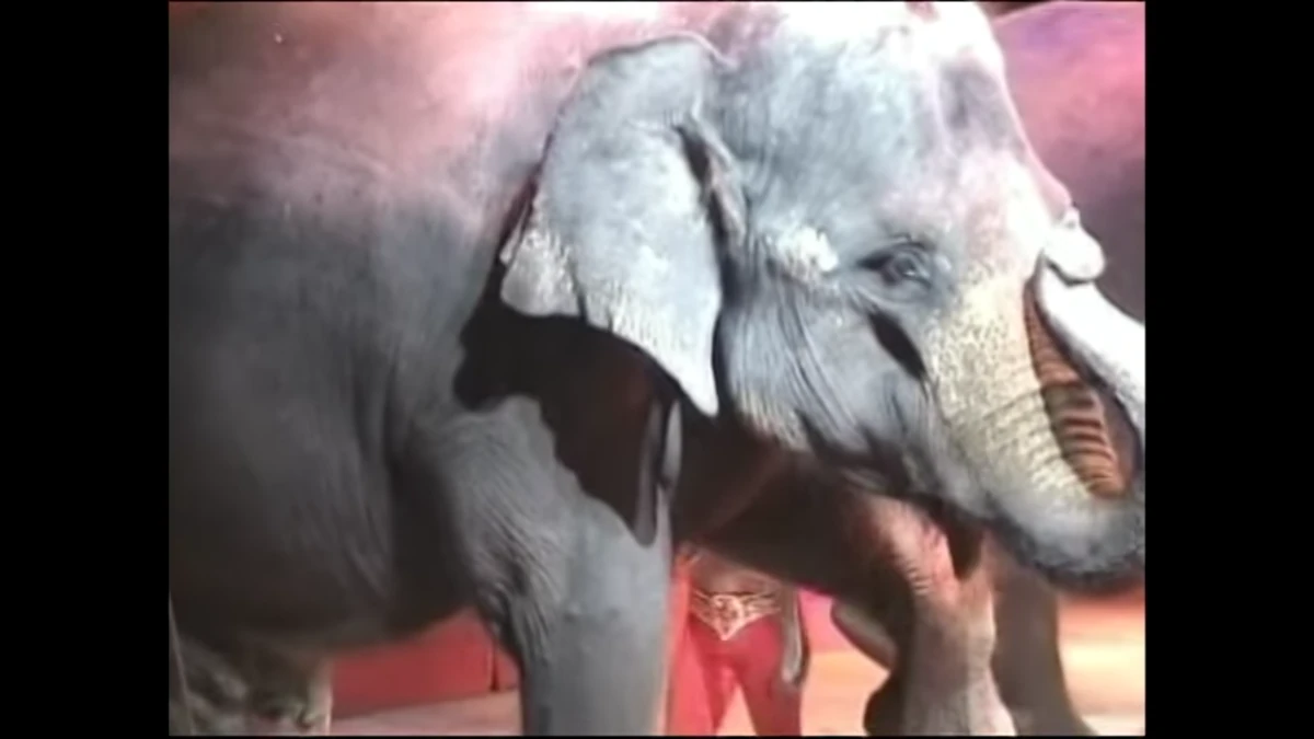 Elephant (ABC's Sing-A-Long) | Fictional Characters Wiki | Fandom