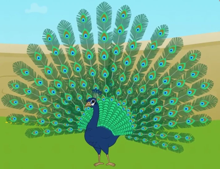 Peacock (Little Fox) | Fictional Characters Wiki | Fandom