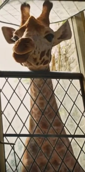 Betsy (Dolittle) | Fictional Characters Wiki | Fandom