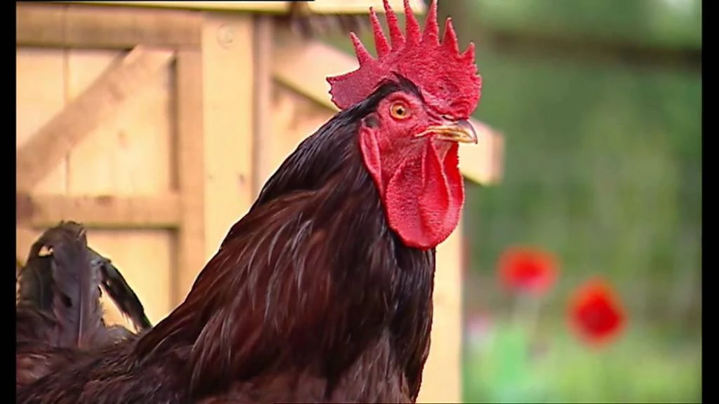 Lester the Rooster | Fictional Characters Wiki | Fandom