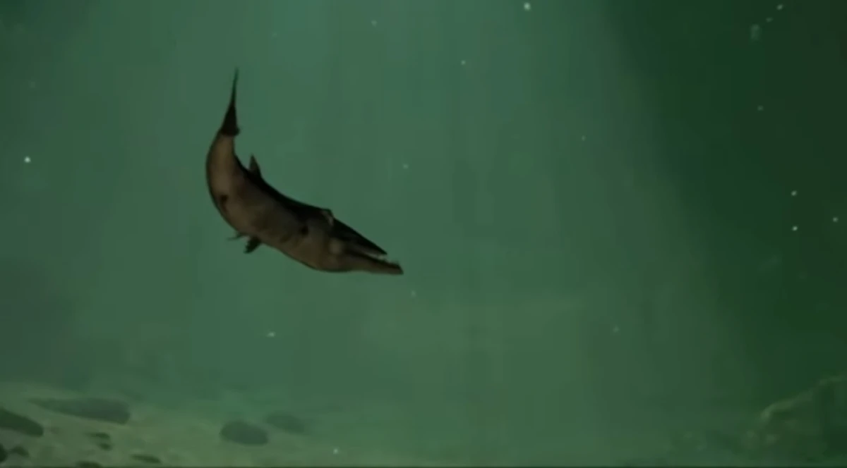 Barracuda Jr. | Fictional Characters Wiki | Fandom