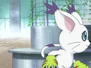 Gatomon | Fictional Characters Wiki | Fandom