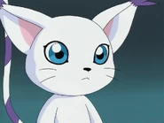 Gatomon | Fictional Characters Wiki | Fandom