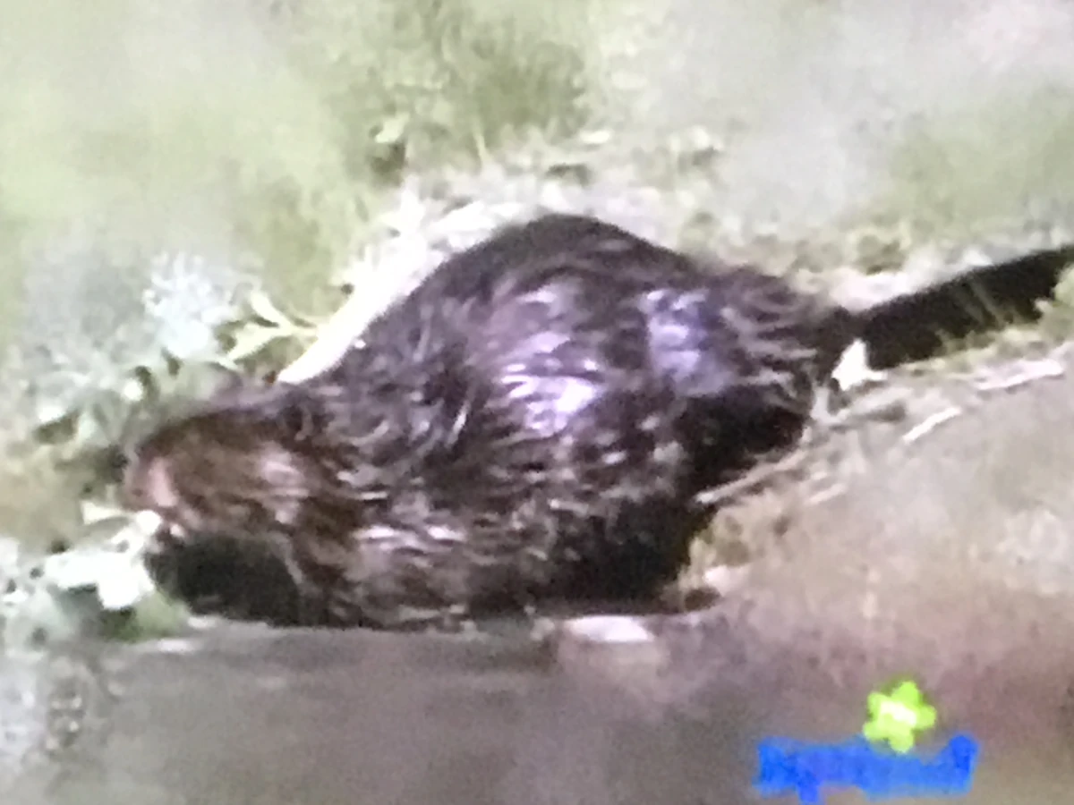 Beaver (Barney & Friends) | Fictional Characters Wiki | Fandom