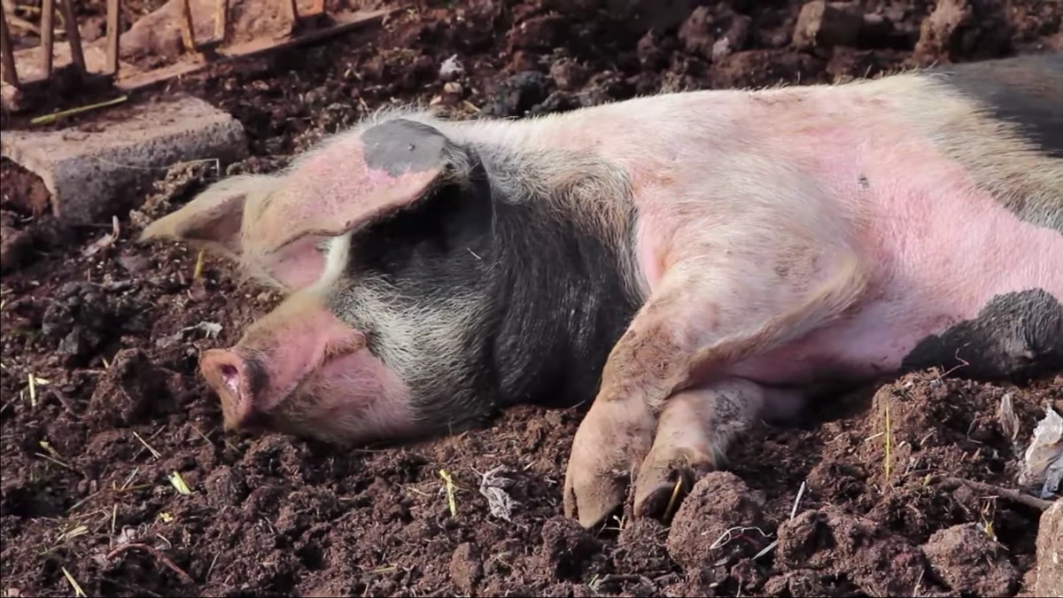 Pig (Zoo Clues) | Fictional Characters Wiki | Fandom