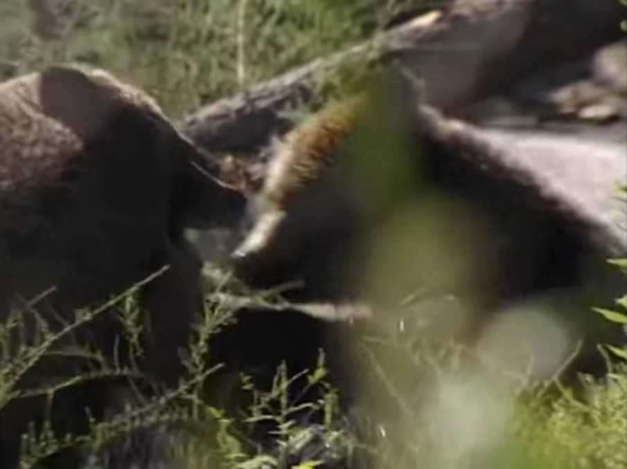 Bears (Elmo's World) | Fictional Characters Wiki | Fandom