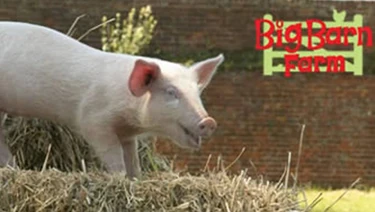 Petal the Piglet | Fictional Characters Wiki | Fandom