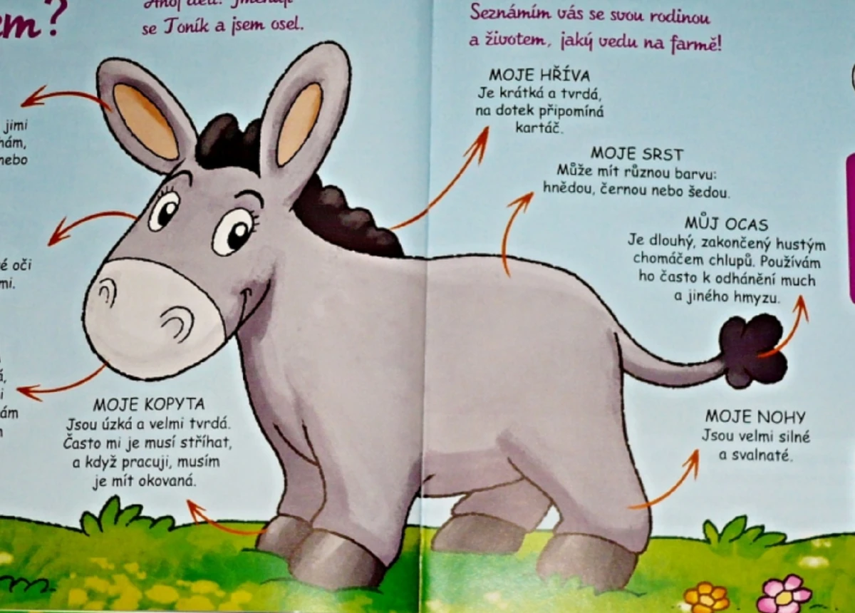 Daniel the Donkey | Fictional Characters Wiki | Fandom