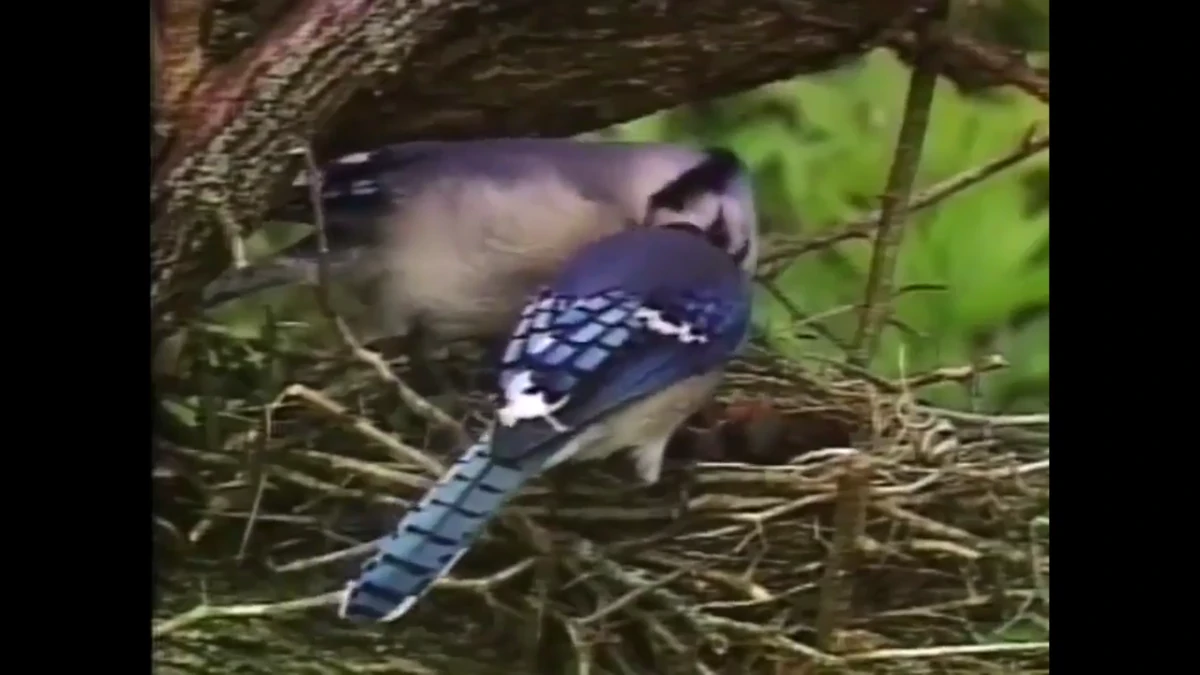 Blue Jay Family | Fictional Characters Wiki | Fandom