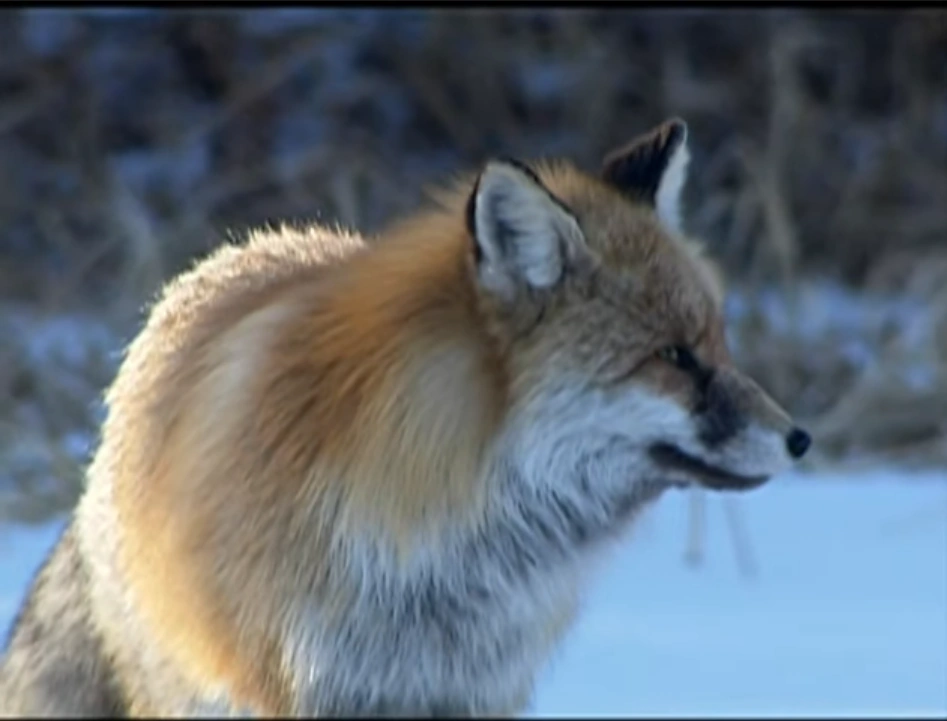 Fox (Kemy & Buka, Cheka) | Fictional Characters Wiki | Fandom