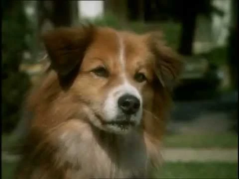 Prologue Dog | Fictional Characters Wiki | Fandom