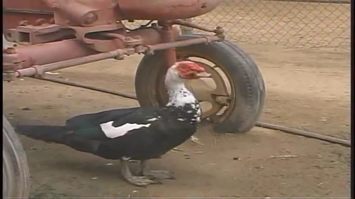 Duck (Pam Donkin) | Fictional Characters Wiki | Fandom