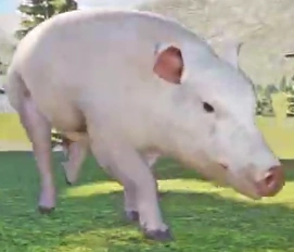 Domestic Pig | Fictional Characters Wiki | Fandom