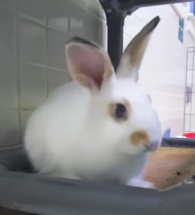 Rabbit (Blippi) | Fictional Characters Wiki | Fandom