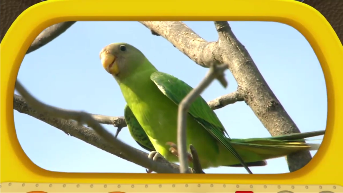 Green Parrot (Kemy Expedition) | Fictional Characters Wiki | Fandom