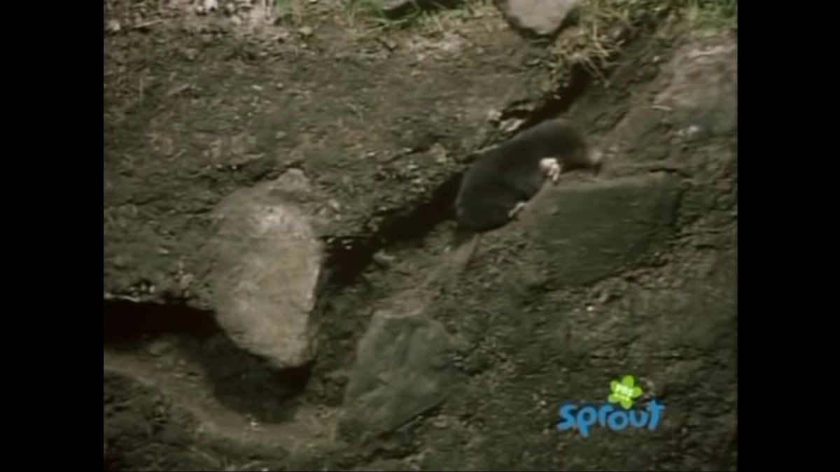 Mole (Barney & Friends) | Fictional Characters Wiki | Fandom