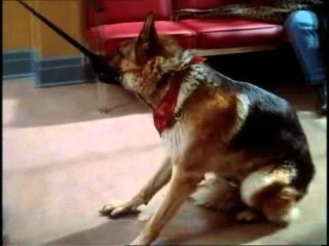 German Shepherd (Dr. Dolittle) | Fictional Characters Wiki | Fandom
