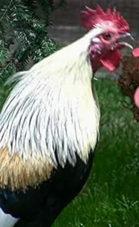 Rooster (Super Simple Songs: What Do You Hear) | Fictional Characters ...