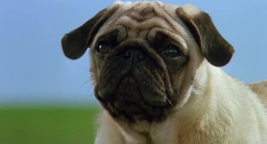 Otis (The Adventures of Milo and Otis) | Fictional Characters Wiki | Fandom